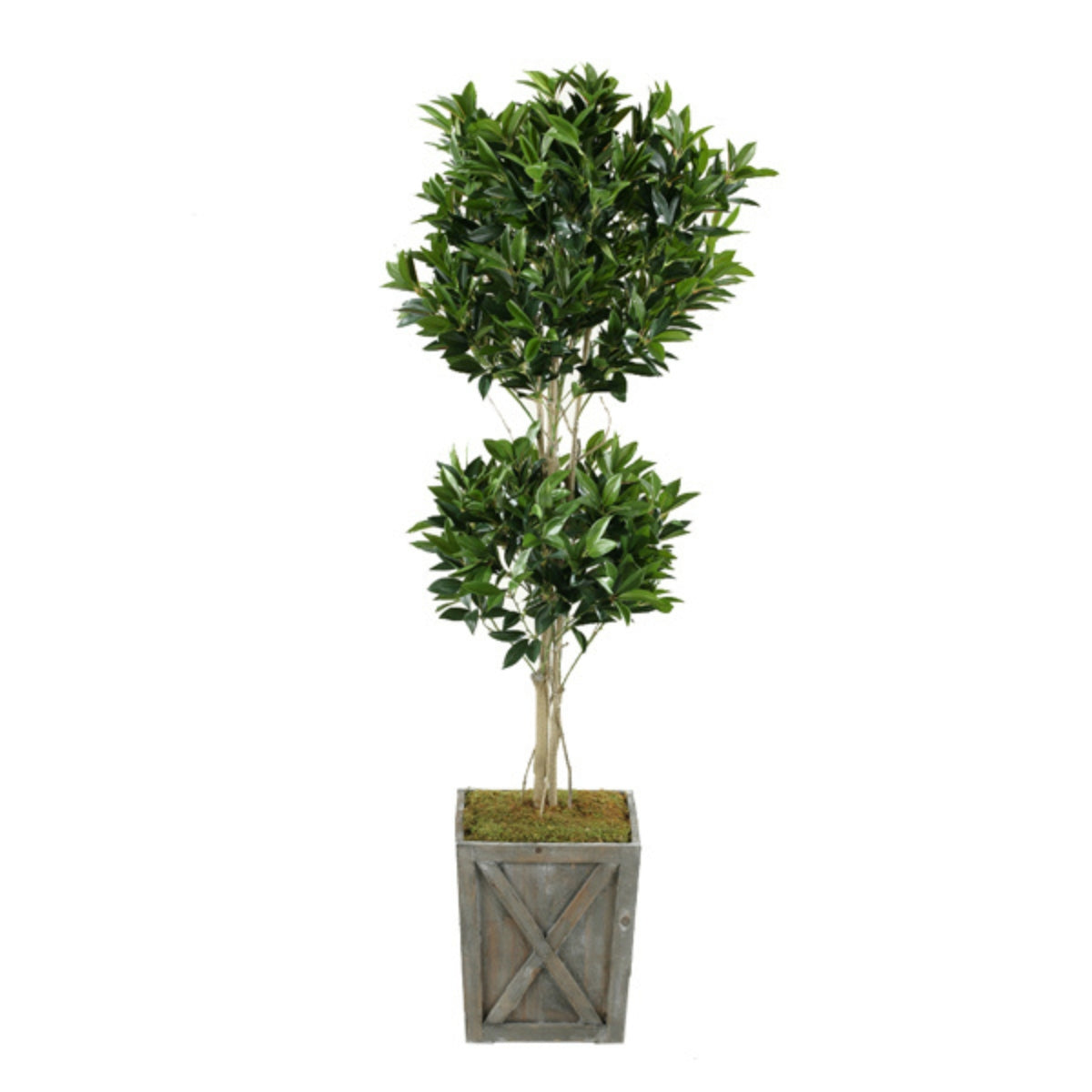 Árbol TOPIARIO SHIKIBA EN MACETA – Kouzy Luxuries For Interiors